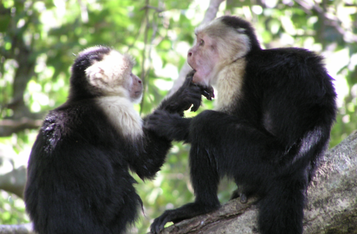 “The Monkey Business of Friendship” - UCLA Department of Anthropology