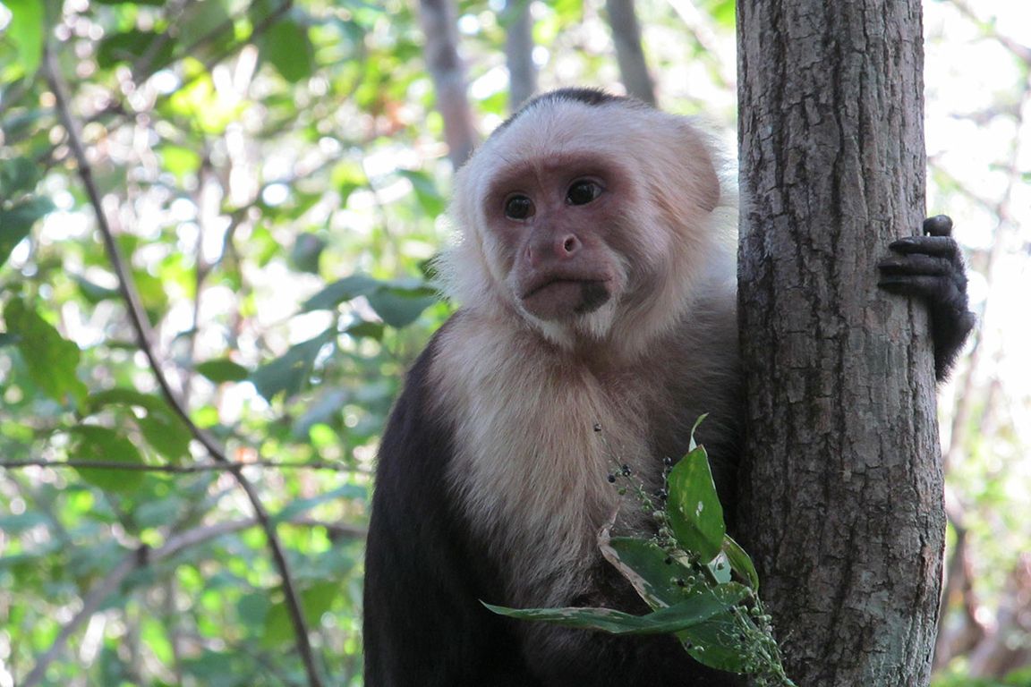 Stronger Stress Response in Monkeys Helps Them Survive - UCLA ...